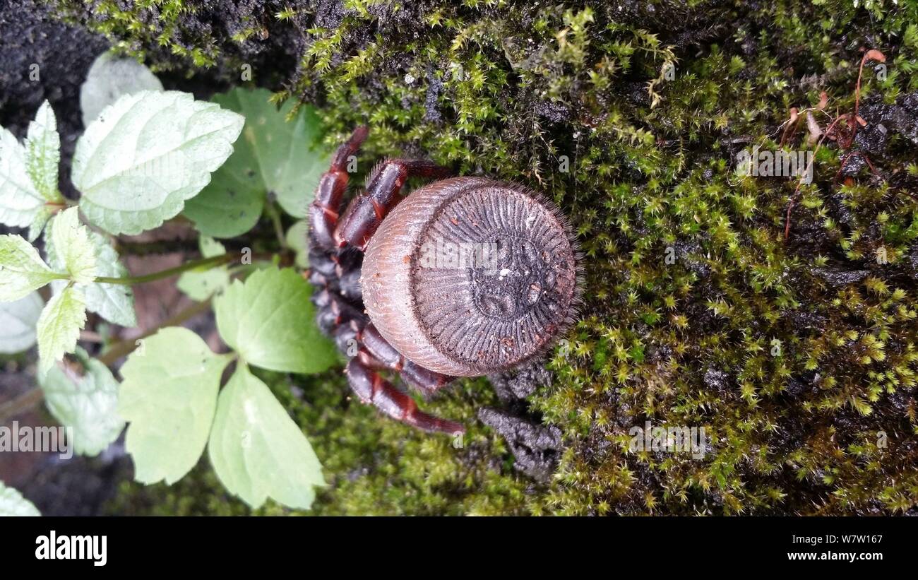A Cyclocosmia or "trapdoor spider" with a disk attached to its abdomen ...