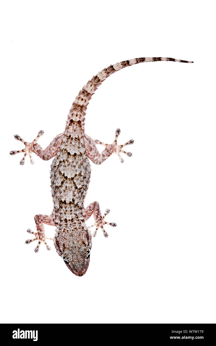 Adult Moorish Wall Gecko (Tarentola mauritanica) Crete, Greece, March ...