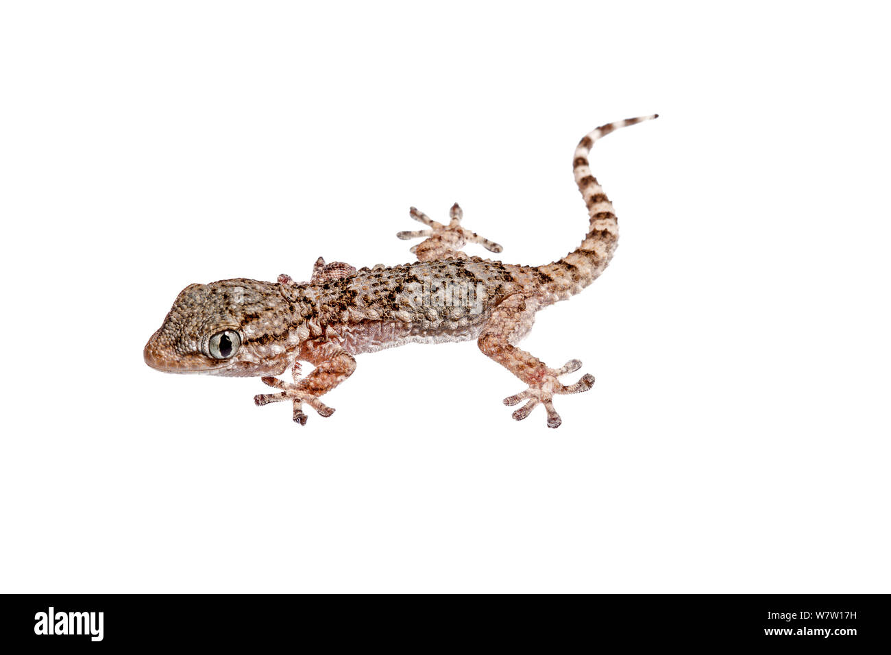 Young European house gecko (Hemidactylus turcucus) Crete, Greece ...