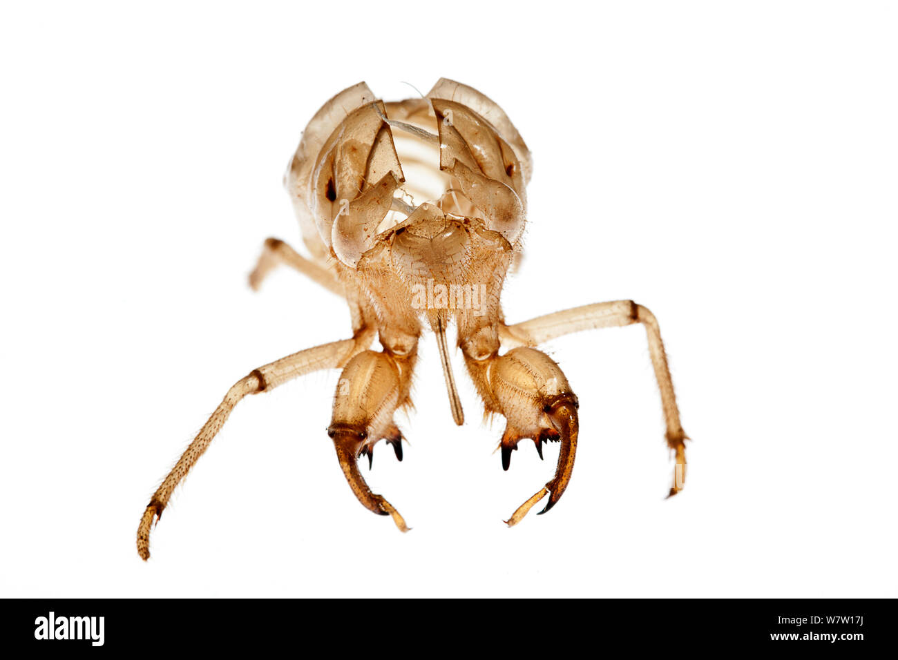 Shed exoskeleton of Cicada (Cicadidae) Crete, Greece, August ...