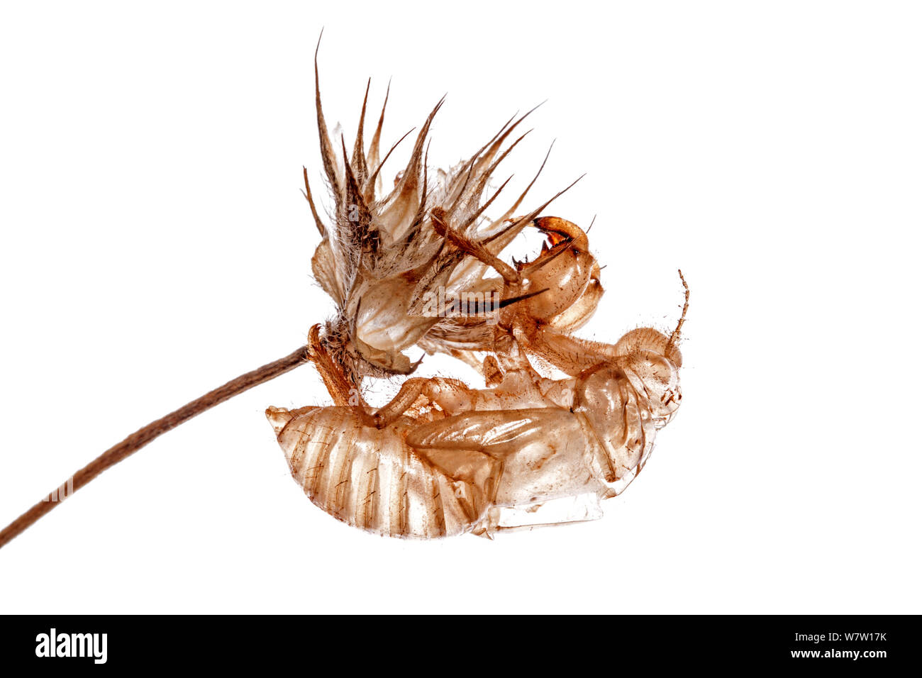 Hemiptera cicadidae exoskeleton Cut Out Stock Images & Pictures - Alamy