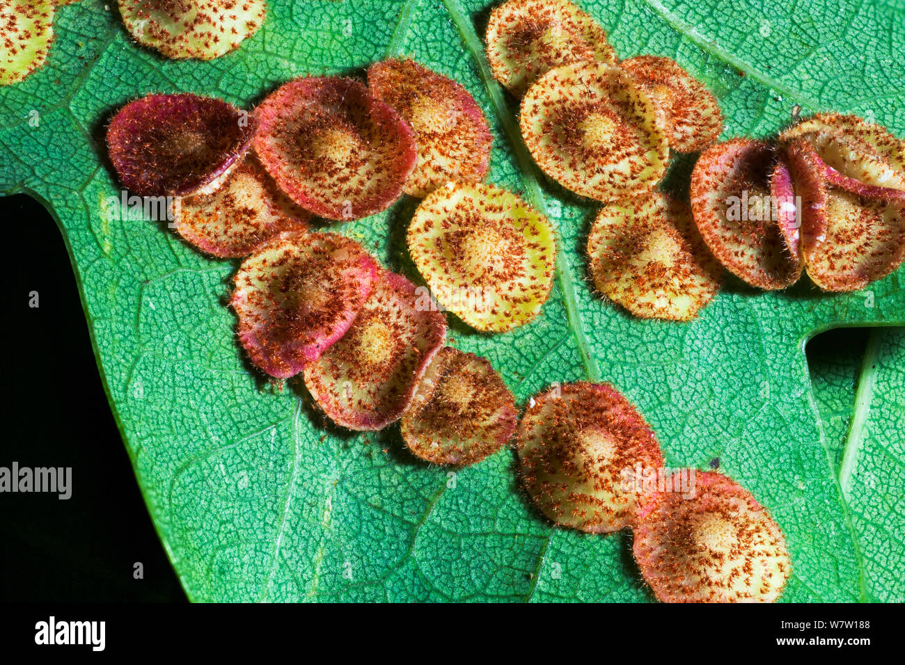 Close up of Common spangle galls caused by the gall wasp (Neuroterus ...