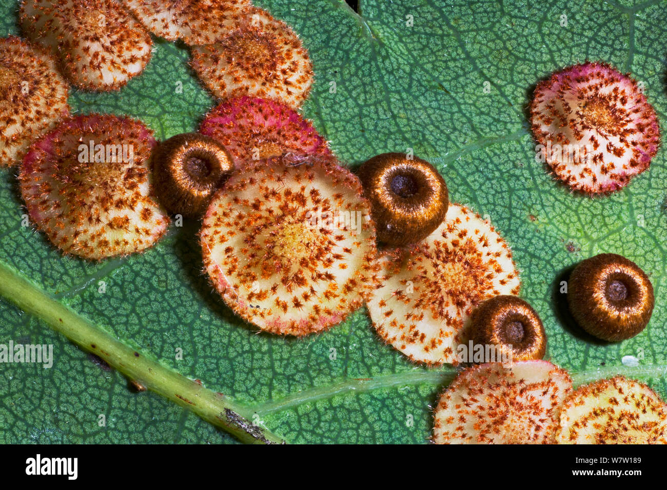 Silk button spangle galls caused by the Gall wasp (Neuroterus numisalis ...