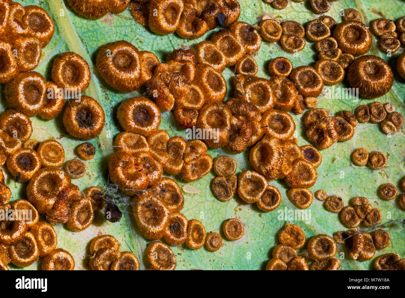 Silk button galls wasp hi-res stock photography and images - Alamy