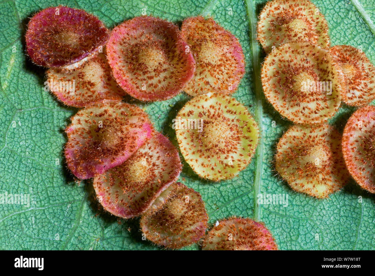 Close up of Common spangle galls caused by the gall wasp (Neuroterus ...