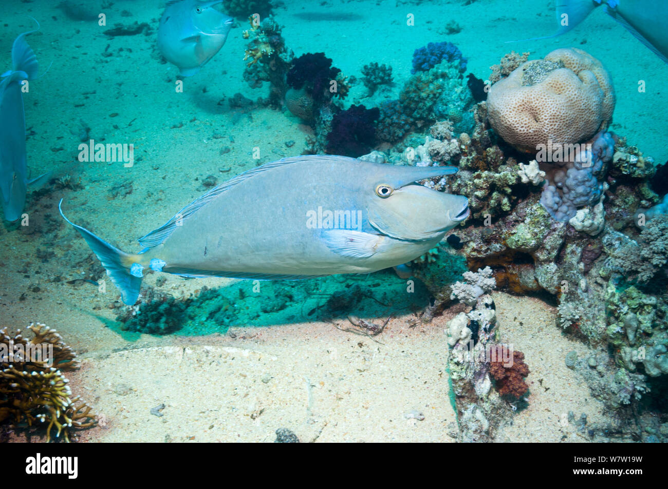 Surgeonfish hi-res stock photography and images - Alamy