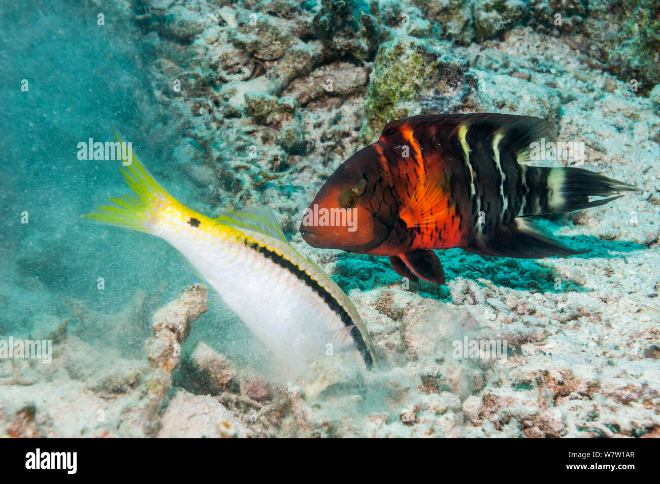 Redbanded or Redbreasted wrasse (Cheilinus quinquecinctus) following a ...