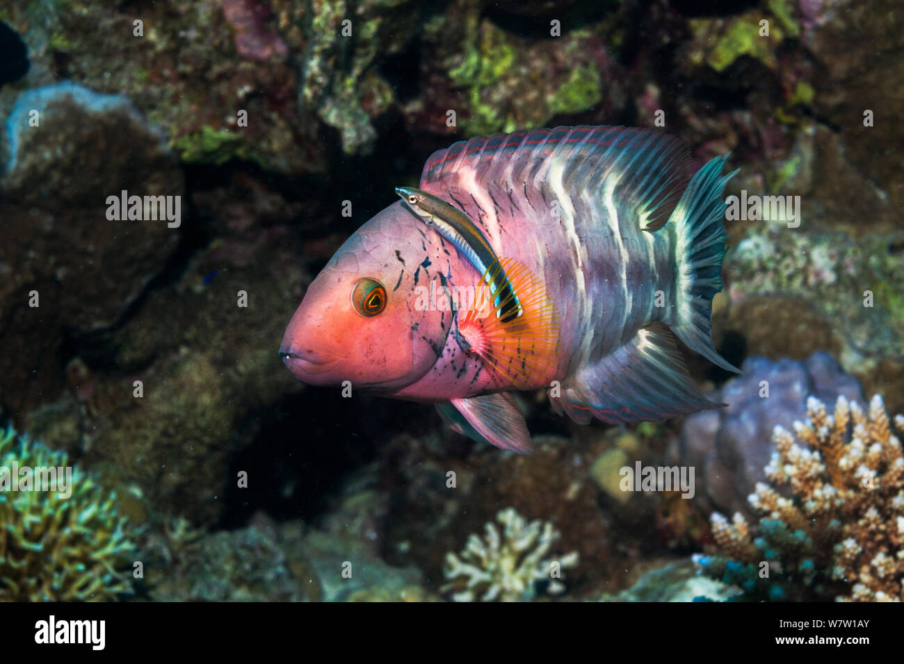 Redbreasted wrasse (Cheilinus quinquecinctus) with a Bluestreak cleaner ...