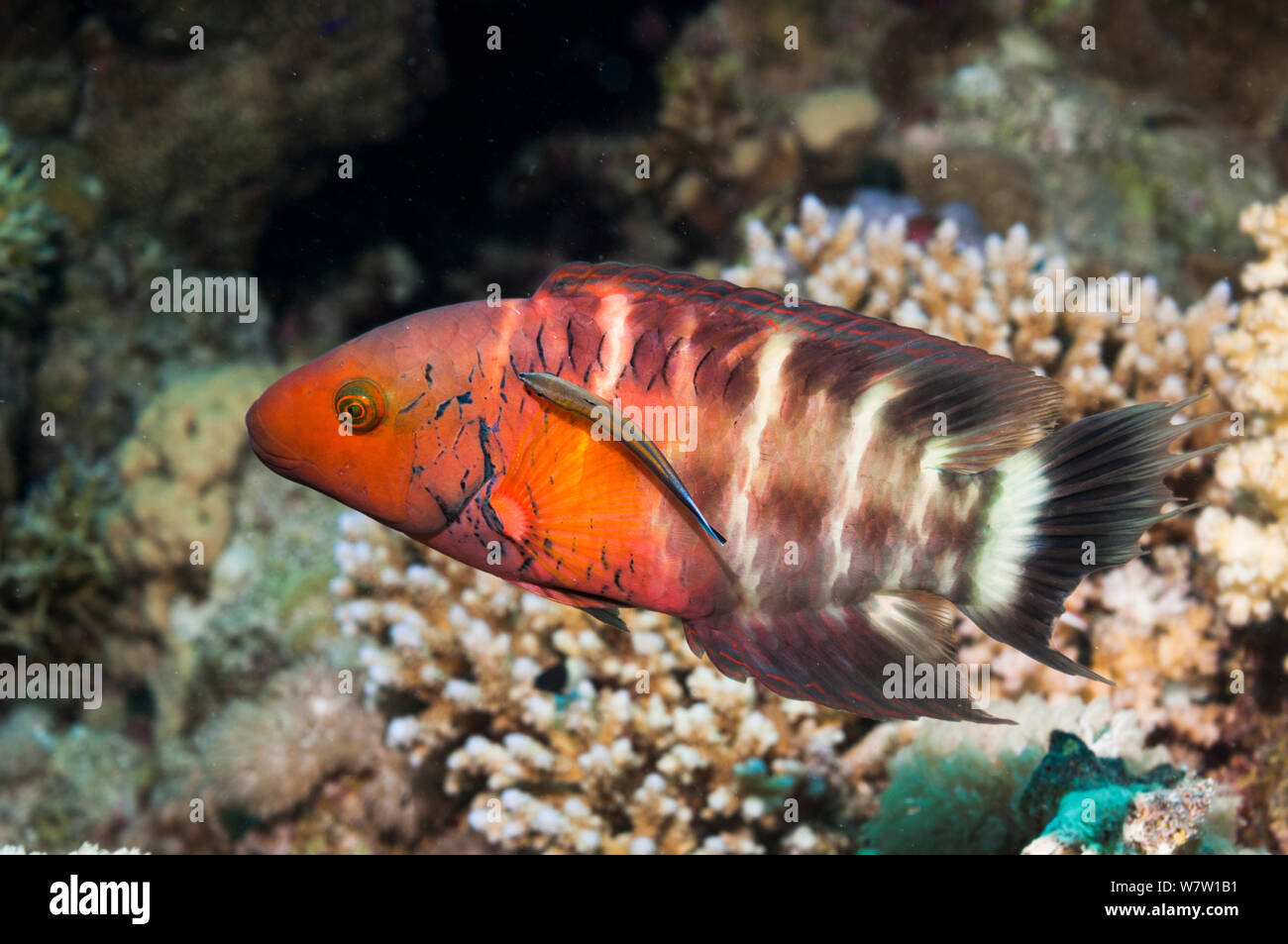 Redbreasted wrasse (Cheilinus quinquecinctus) with a Bluestreak cleaner ...