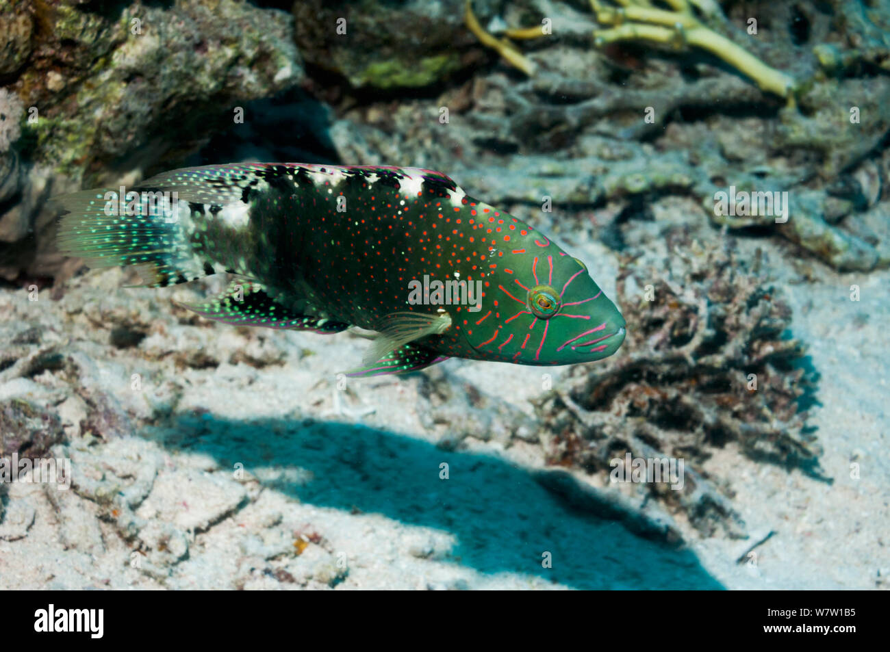Abudjubbe's splendor wrasse (Cheilinus abudjubbe) Egypt, Red Sea Stock ...