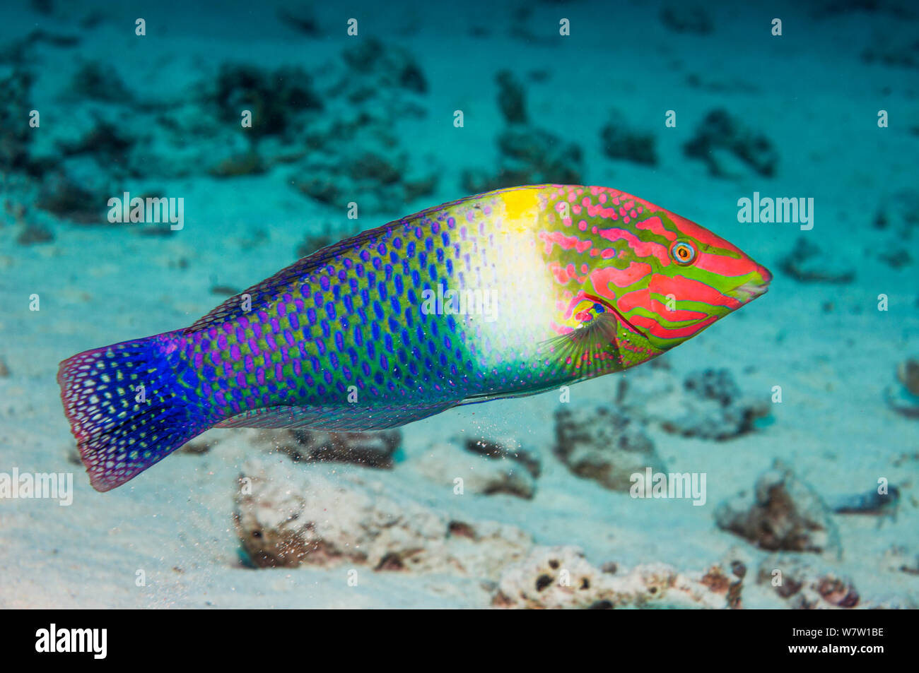 Checkerboard wrasse (Halichoeres hortulanus) Egypt, Red Sea Stock Photo ...
