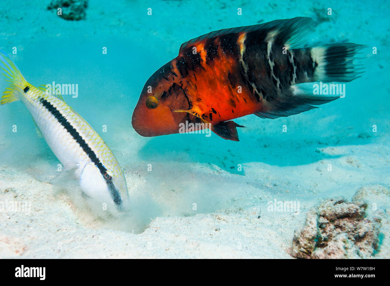 Redbreasted wrasse (Cheilinus quinquecinctus) with a Dash-and-dot ...