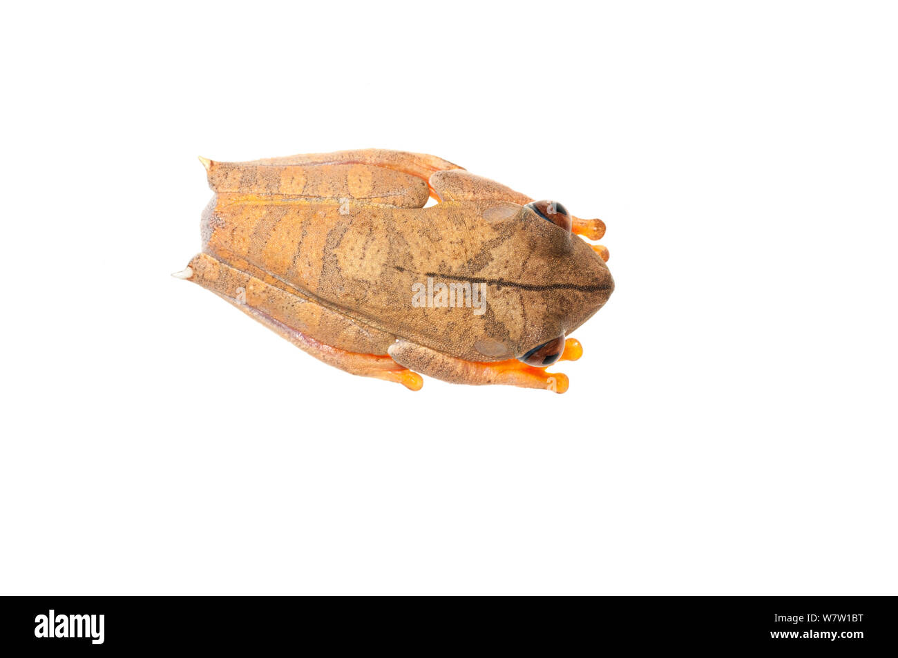 Map Tree frog (Hypsiboas geographicus) Chenapau, Guyana ...