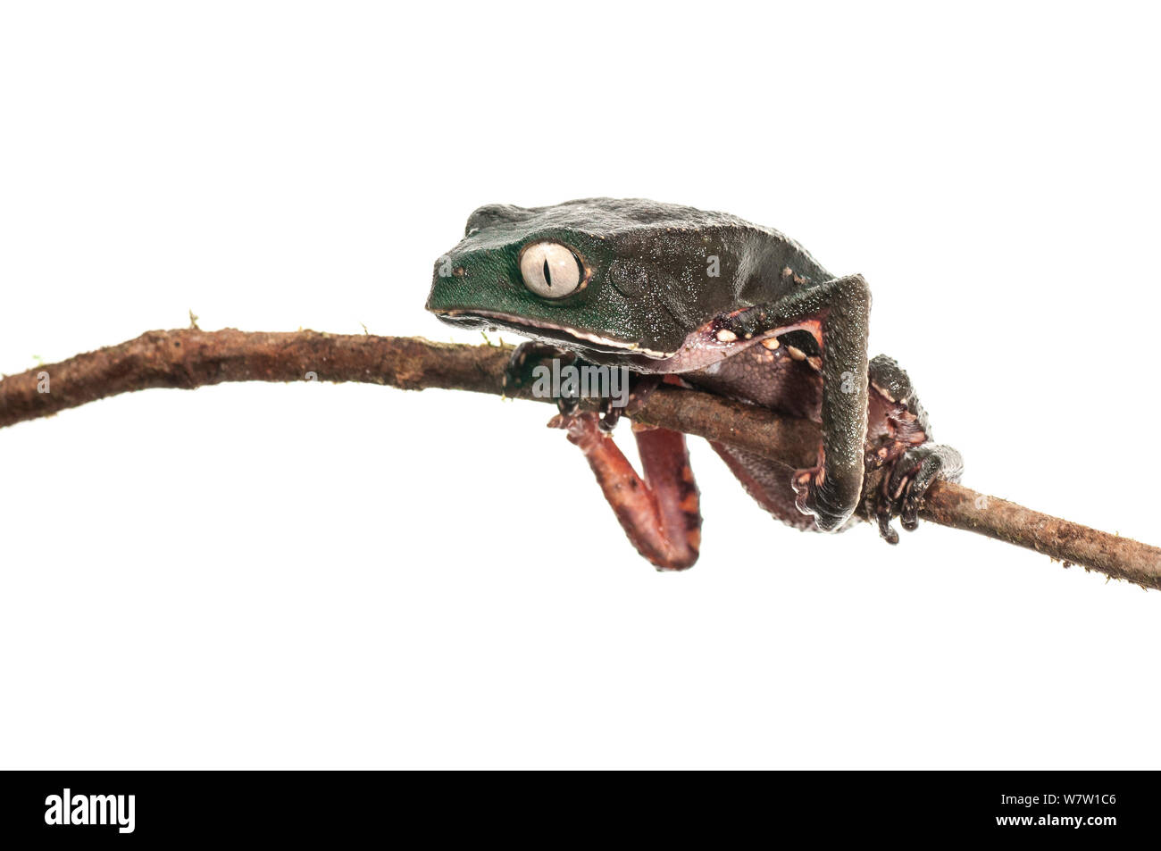 White lined tree frog (Phyllomedusa vallaintii) Chenapau, Guyana ...