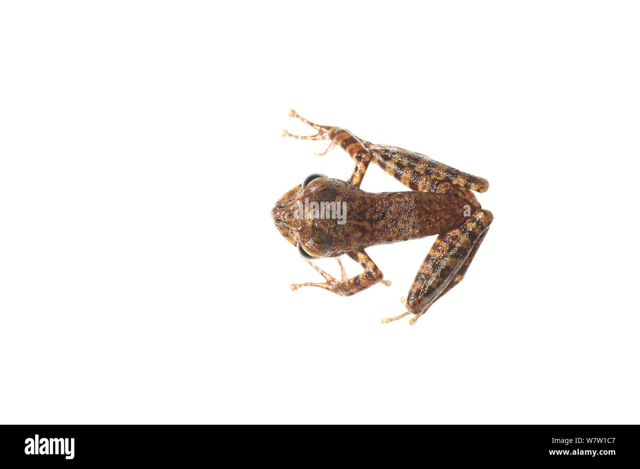 Woodley's tree frog (Stefania woodleyi) Chenapau, Guyana ...