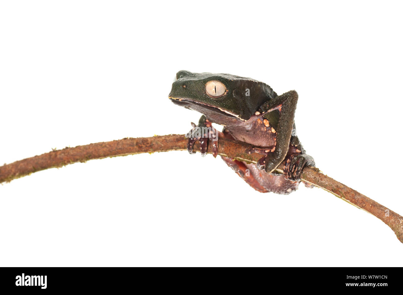 White lined tree frog (Phyllomedusa vallaintii) Chenapau, Guyana ...