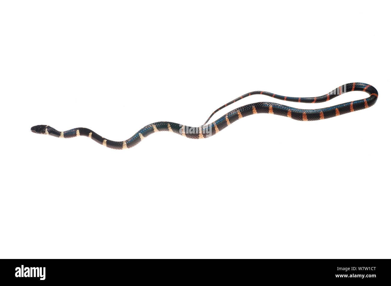 Banded calico snake (Oxyrhopus petol / petolarius) Chenapau, Guyana ...