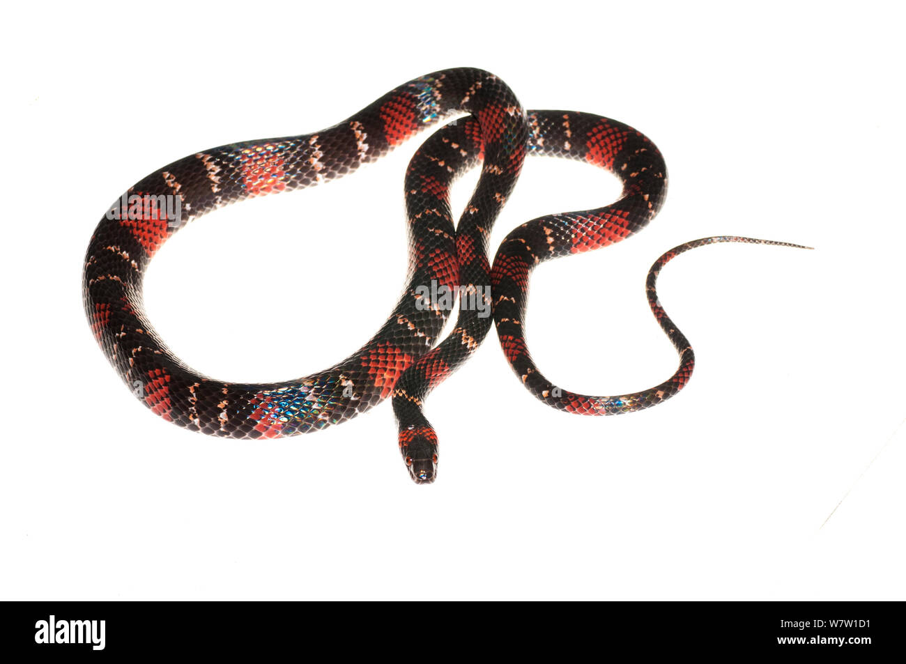 Calico Snake (Oxyrhopus melanogenys) Chenapau, Guyana ...