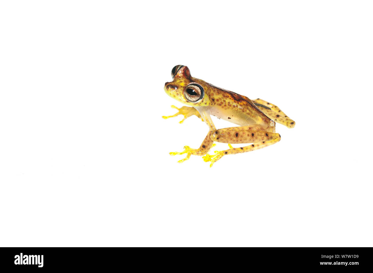 Ornate Tree frog (Hypsiboas ornatissimus) Chenapau, Guyana ...