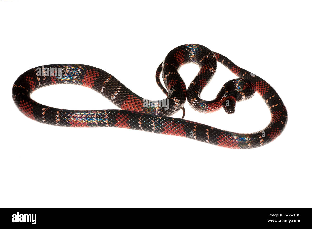 Calico Snake (Oxyrhopus melanogenys) Chenapau, Guyana ...