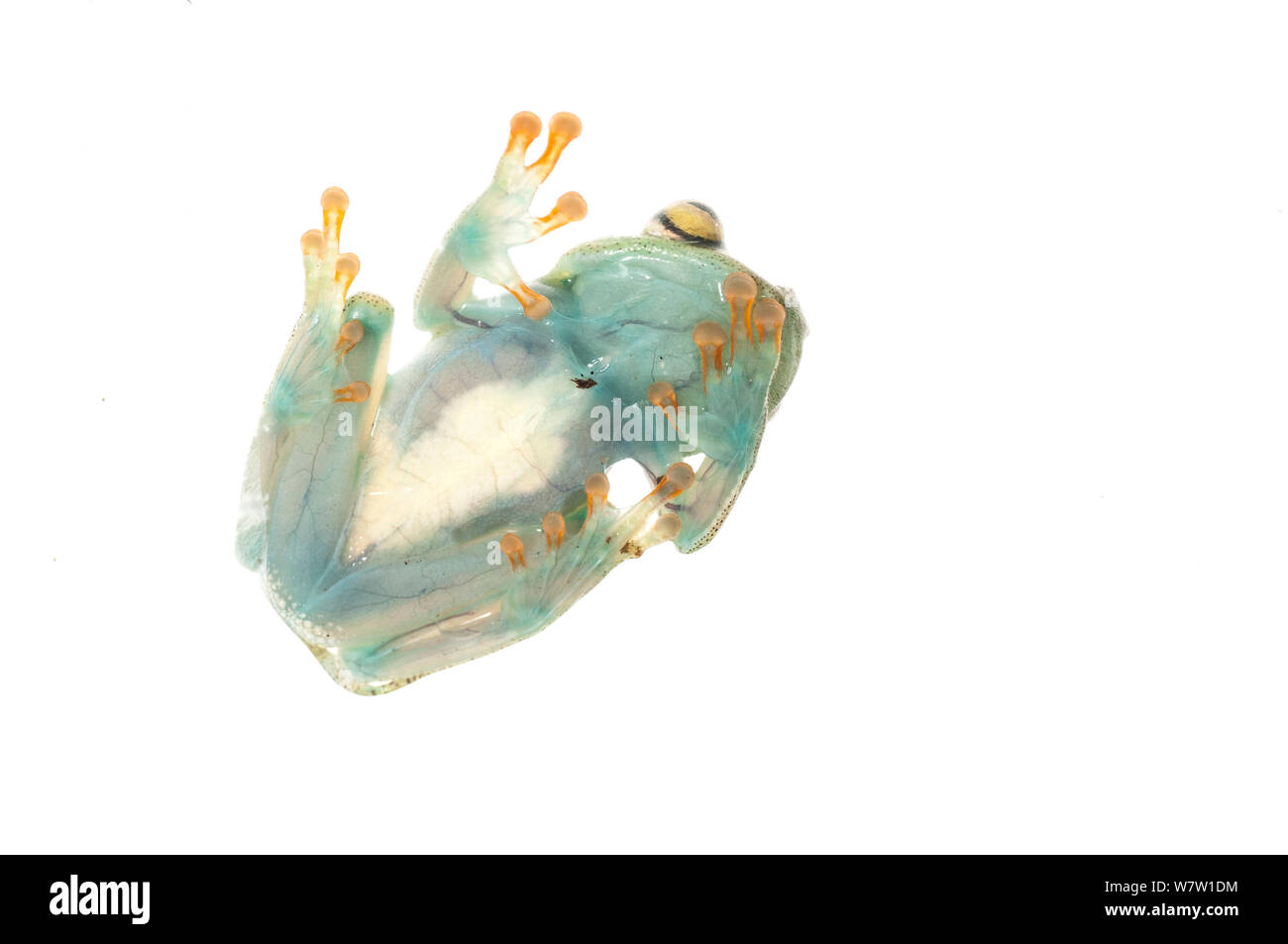 Transparent tree frog hi-res stock photography and images - Alamy
