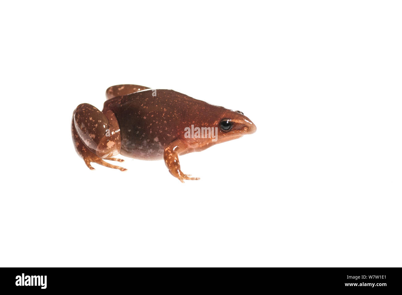 Timbo Disc frog (Synapturanus salseri) Chenapau, Guyana ...