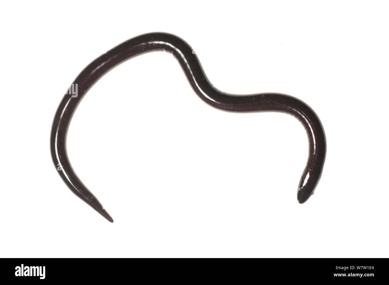 Black caecilian hi-res stock photography and images - Alamy