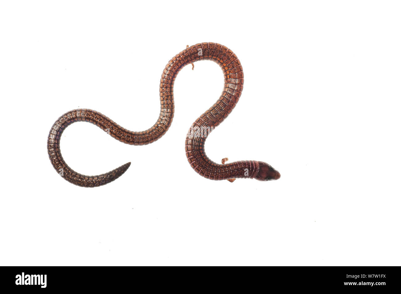 Spectacled lizard (Bachia flavescens) Chenapau, Guyana ...