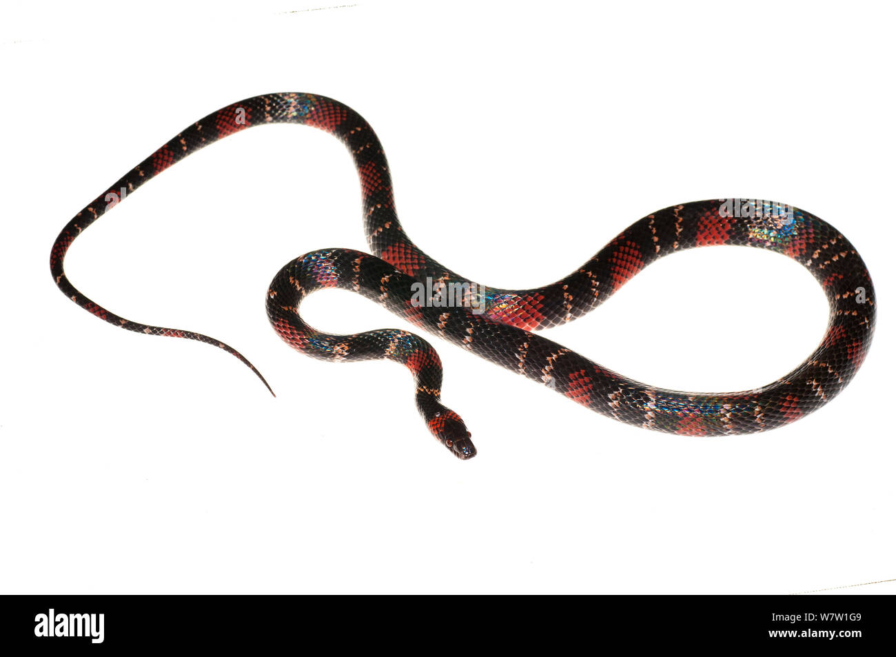 Calico Snake (Oxyrhopus melanogenys) Chenapau, Guyana ...