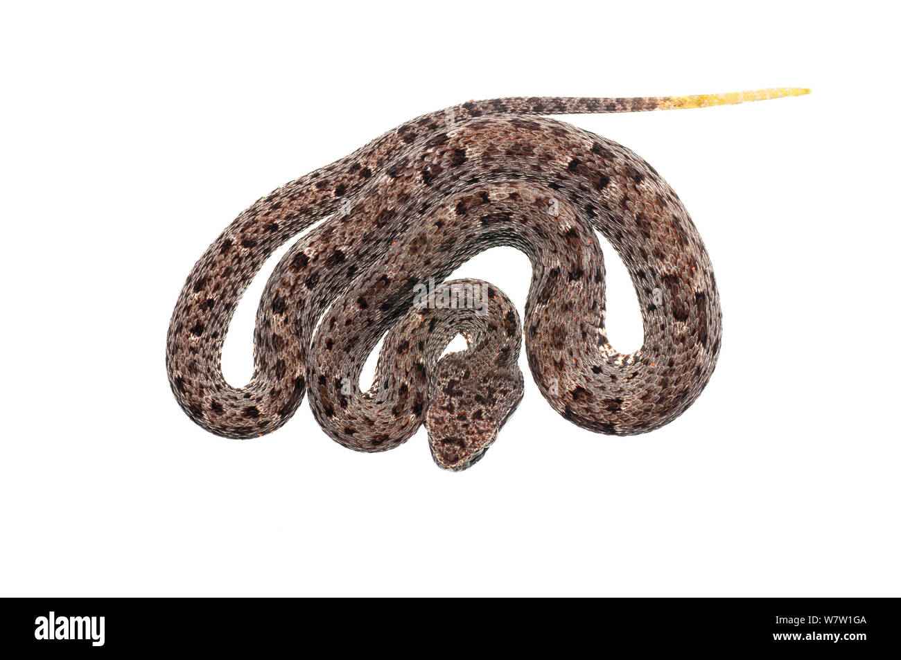 Bothrops lanceolatus hi-res stock photography and images - Alamy