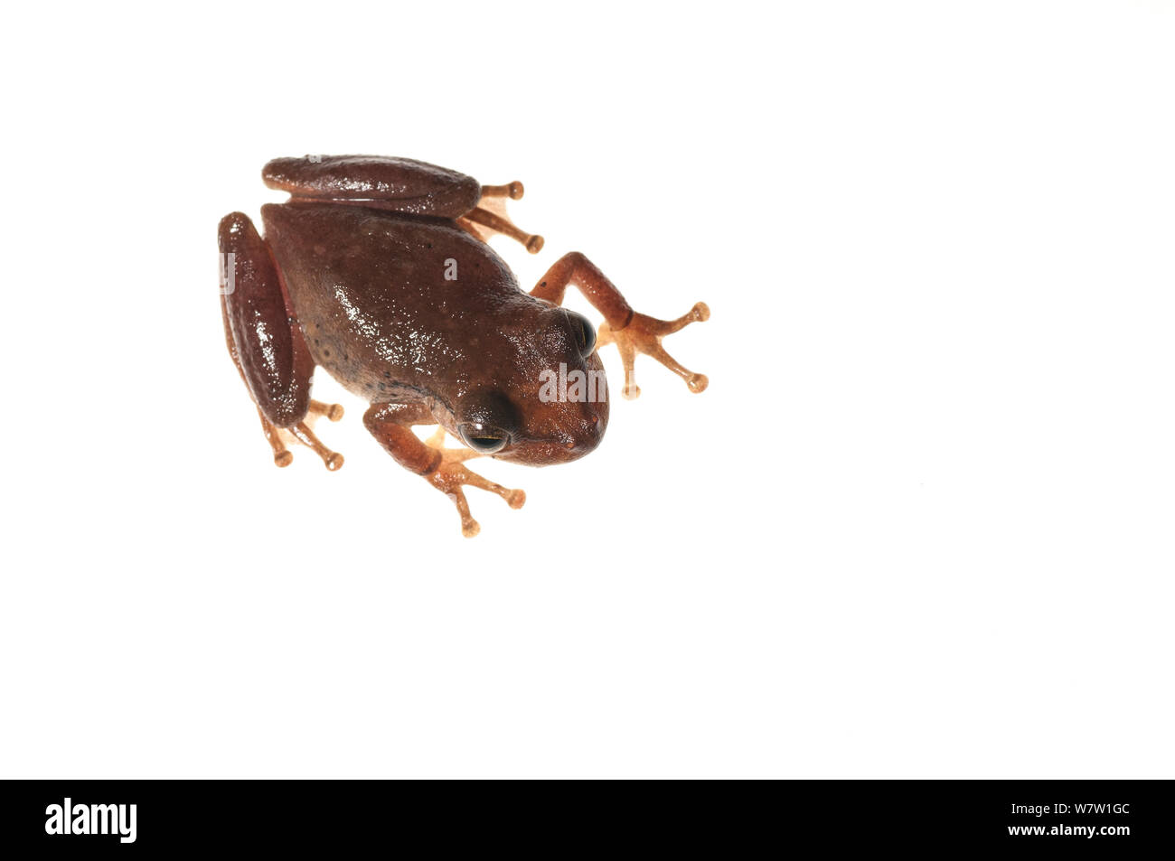 Snouted tree frog (Scinax boesemani) Chenapau, Guyana ...