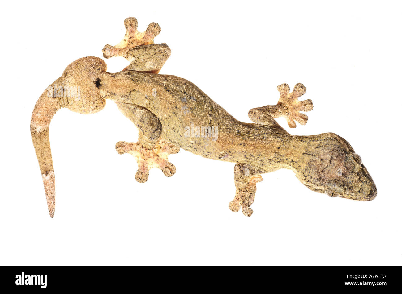 Radish-tail Gecko (Thecadactylus rapicauda) Chenapau, Guyana ...