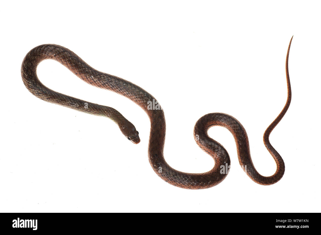 Swamp snake (Liophis sp.) Chenapau, Guyana. Meetyourneighbours.net ...