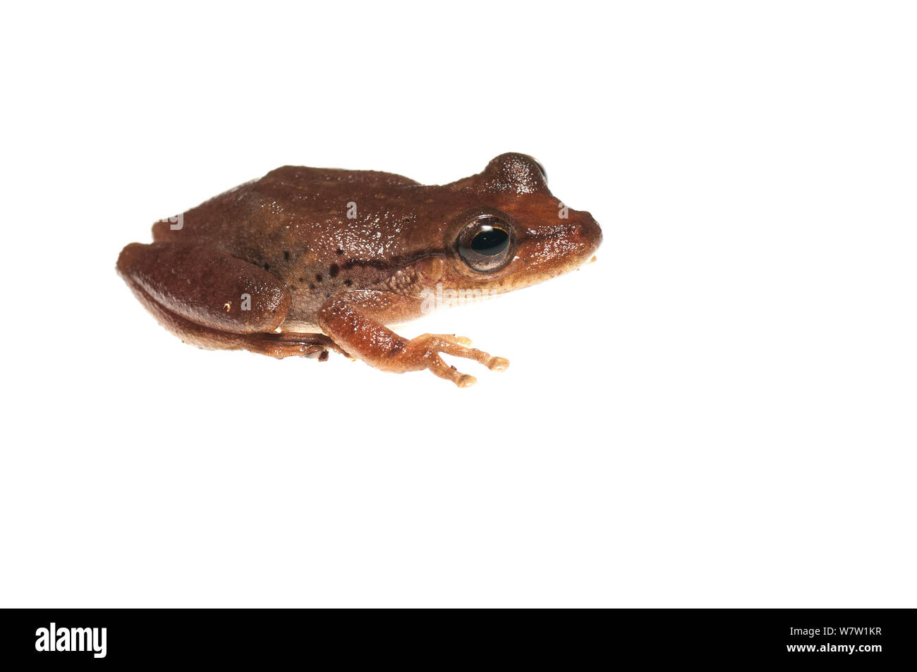 Snouted tree frog (Scinax boesemani) Chenapau, Guyana ...