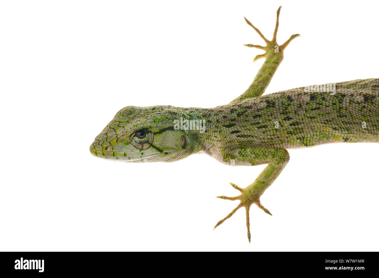 Common monkey lizard (Polychrus marmoratus) Chenapau, Guyana ...