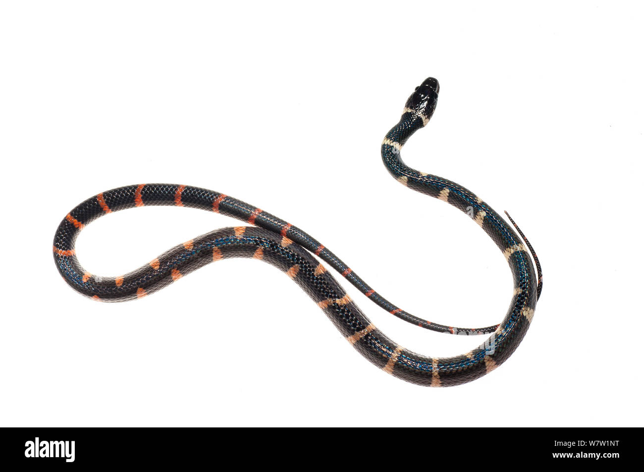 Banded calico snake (Oxyrhopus petol / petolarius) Chenapau, Guyana ...