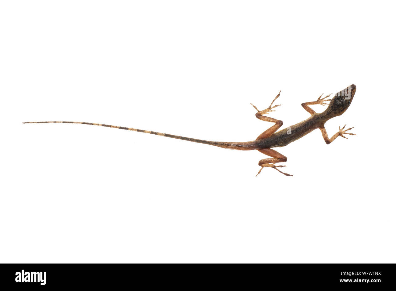 Guyana and wildlife Cut Out Stock Images & Pictures - Alamy