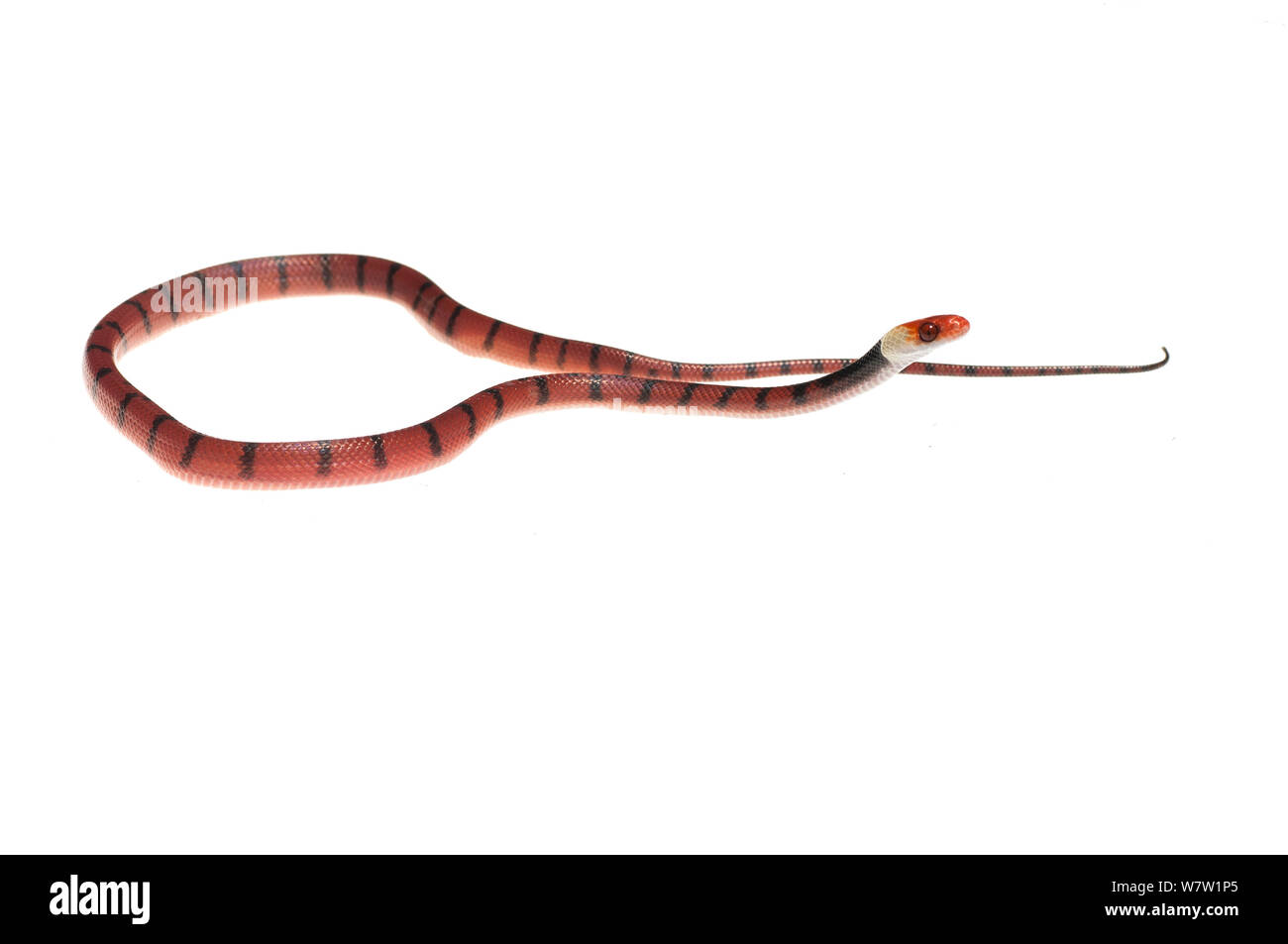 Tropical flat snake (Siphlophis compressus) Chenapau, Guyana ...
