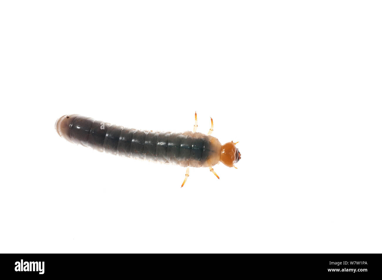 Passalid beetle grub (Passalidae) Chenapau, Guyana. Meetyourneighbours ...