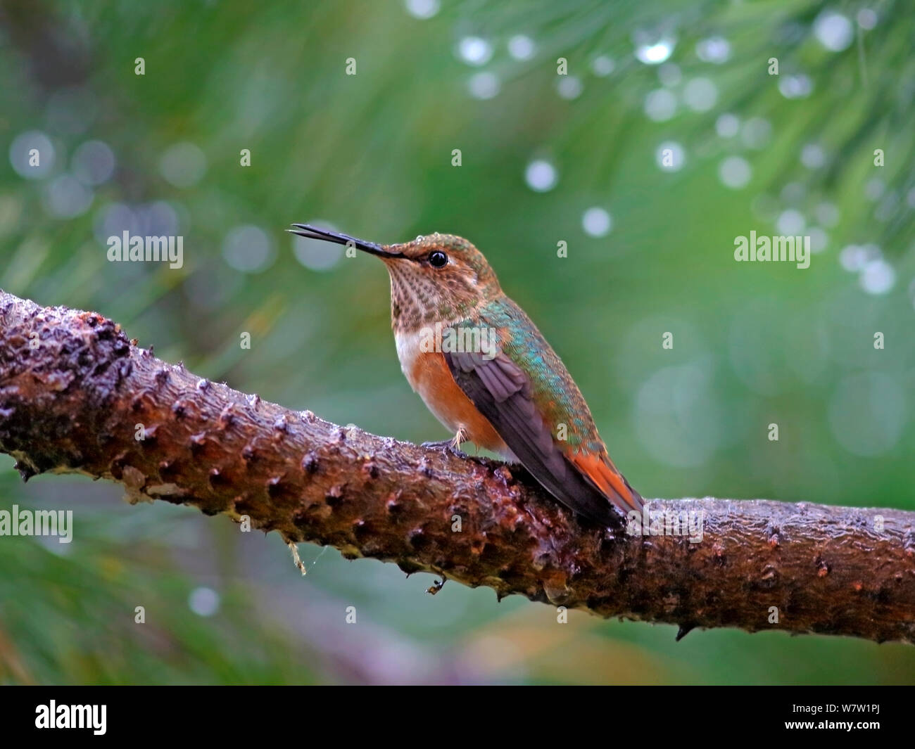 Hummingbird, Rufuous female, sitting on pine tree branch after summer ...