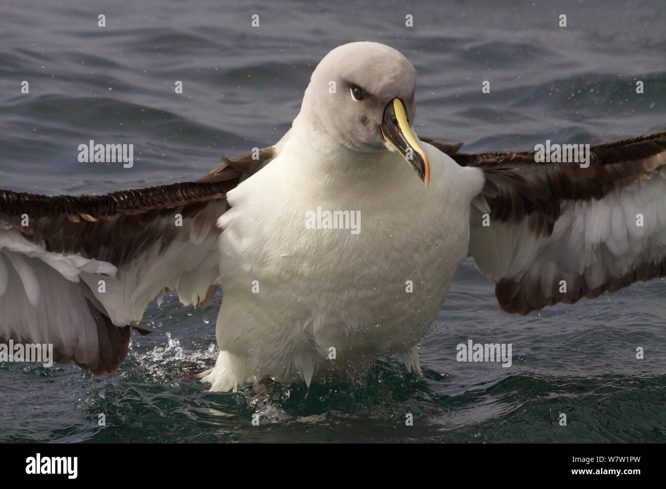 Gray Headed Albatross (Thalassarche chrysostoma) bathing in the ocean ...