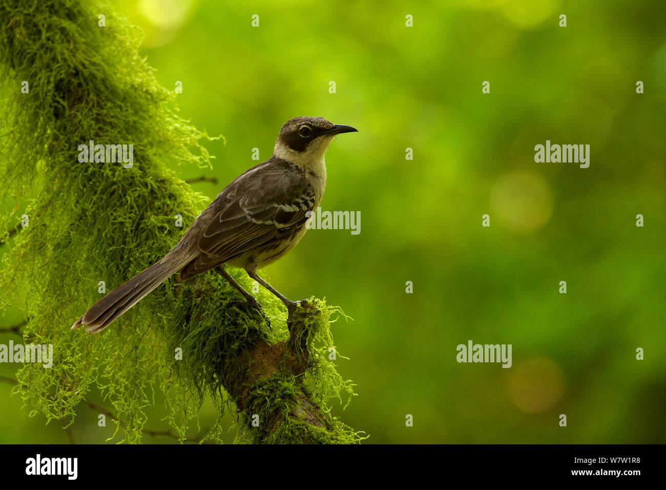 Galapagos Mockingbird (Mimus parvulus) on moss covered branch, Santa ...