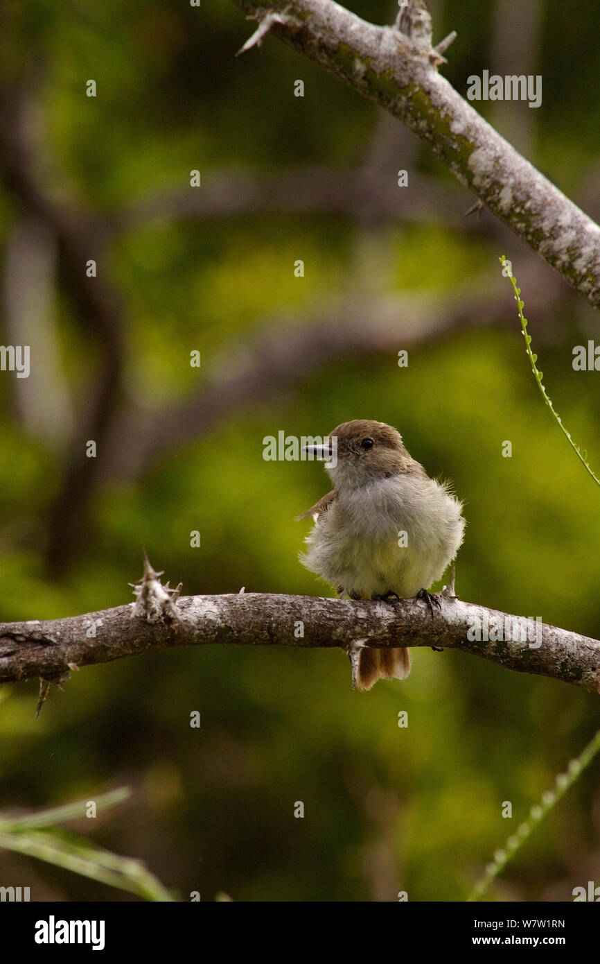 Galapagos Flycatcher (Myiarchus magnirostris) perched on a branch and ...