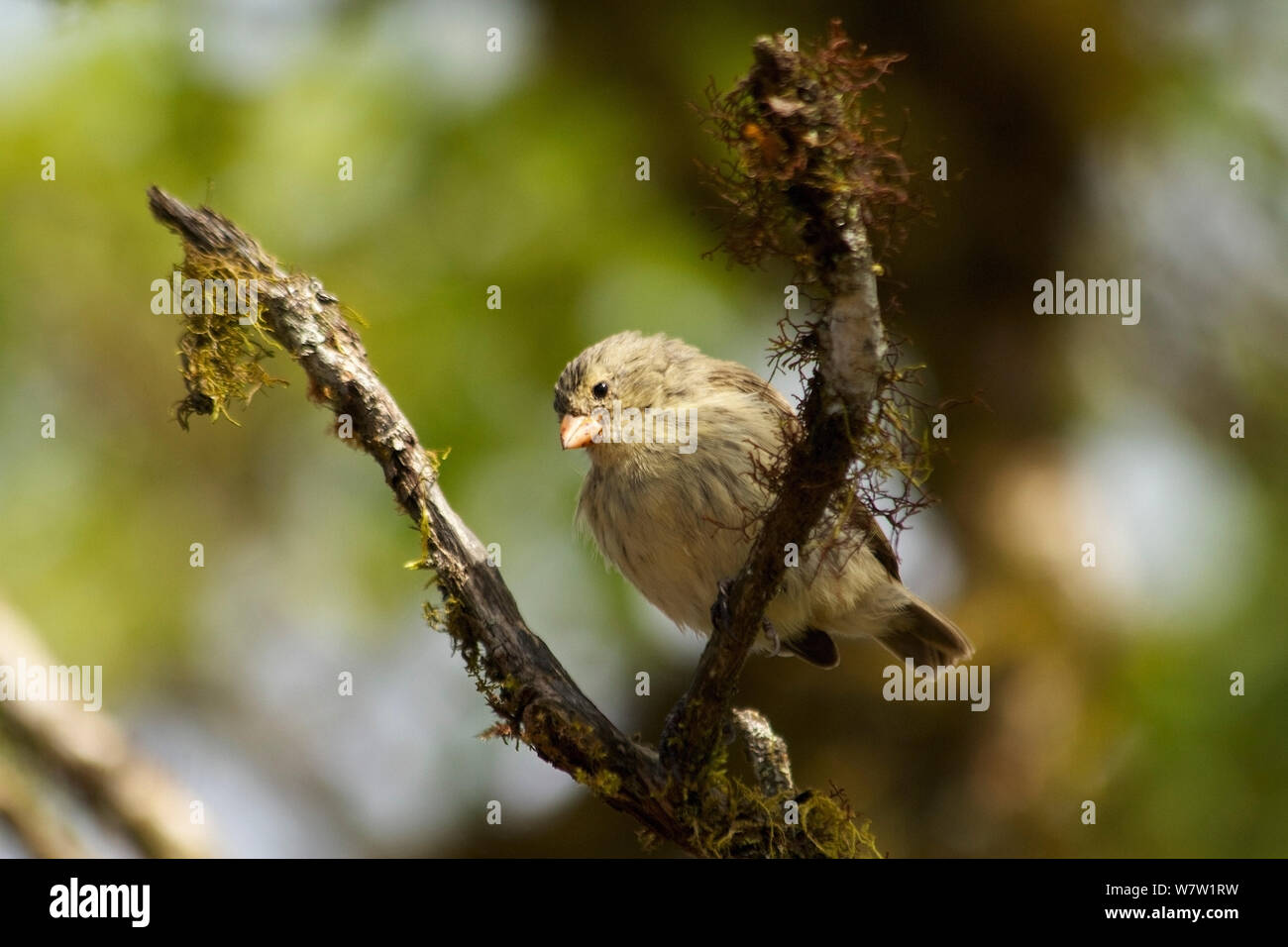 Small Tree Finch (Camarhynchus parvulus) perched on branch, Santa Cruz ...