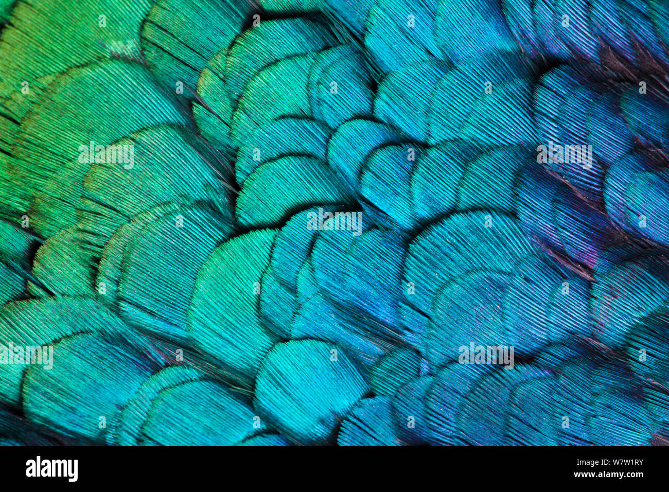 Pheasant Patterns High Resolution Stock Photography and Images - Alamy