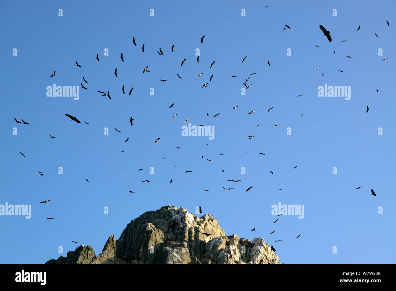 Griffon vultures (Gyps fulvus) soaring on thermals at the Penafalcon ...