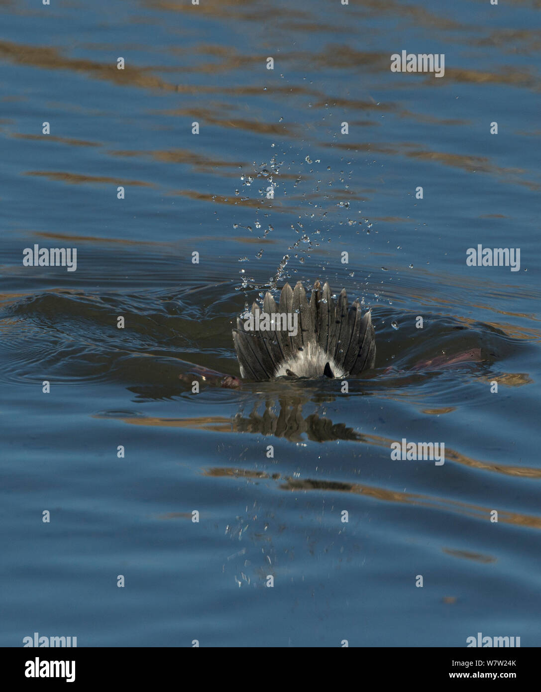 The tail of a drake Bufflehead duck (Bucephala albeola) is fanned as it ...