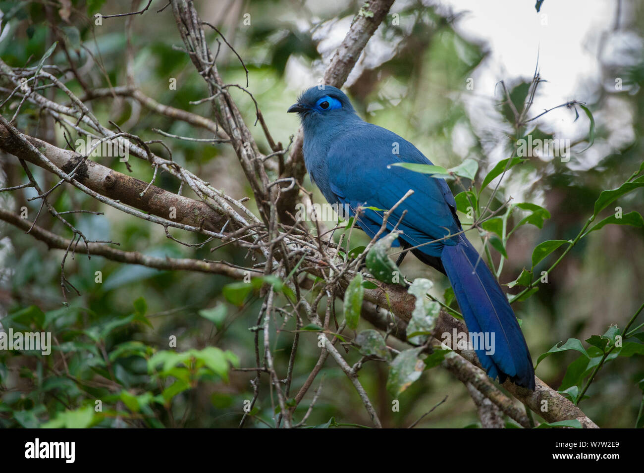 Blue Coua (Coua caerulea) in the forest canopy. Marojejy National Park ...