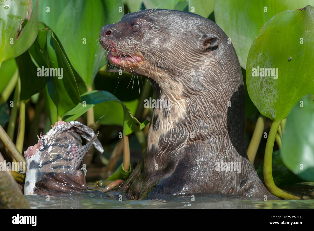 Giant River Otter (Pteronura brasiliensis) feeding on Striped Catfish ...