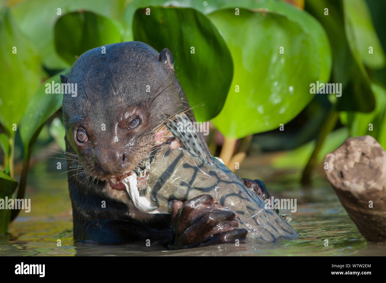 Giant River Otter (Pteronura brasiliensis) feeding on Striped Catfish ...